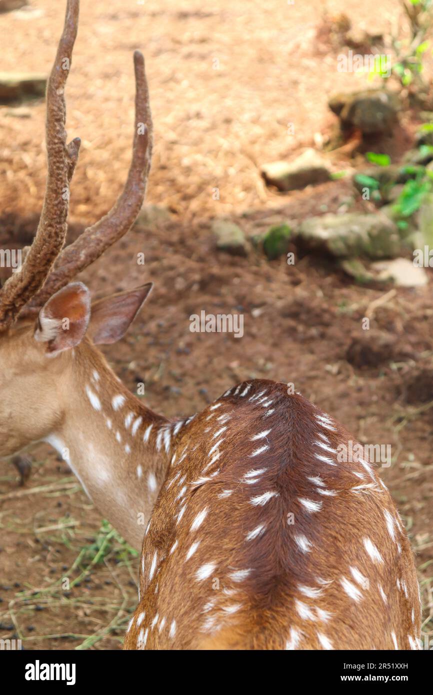 A Spotted Deer's Back View Stock Photo - Alamy