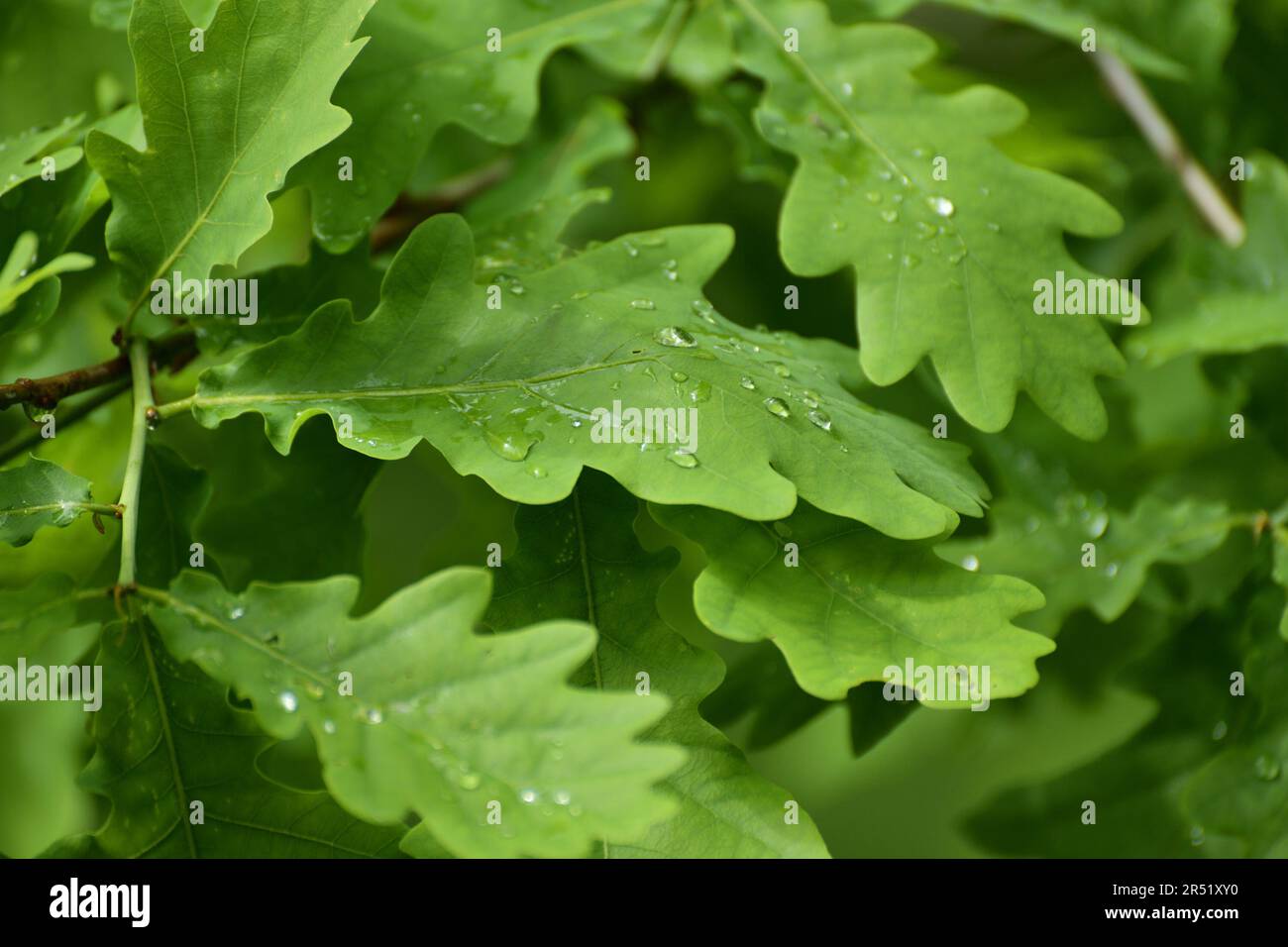 Oak twig hi-res stock photography and images - Alamy
