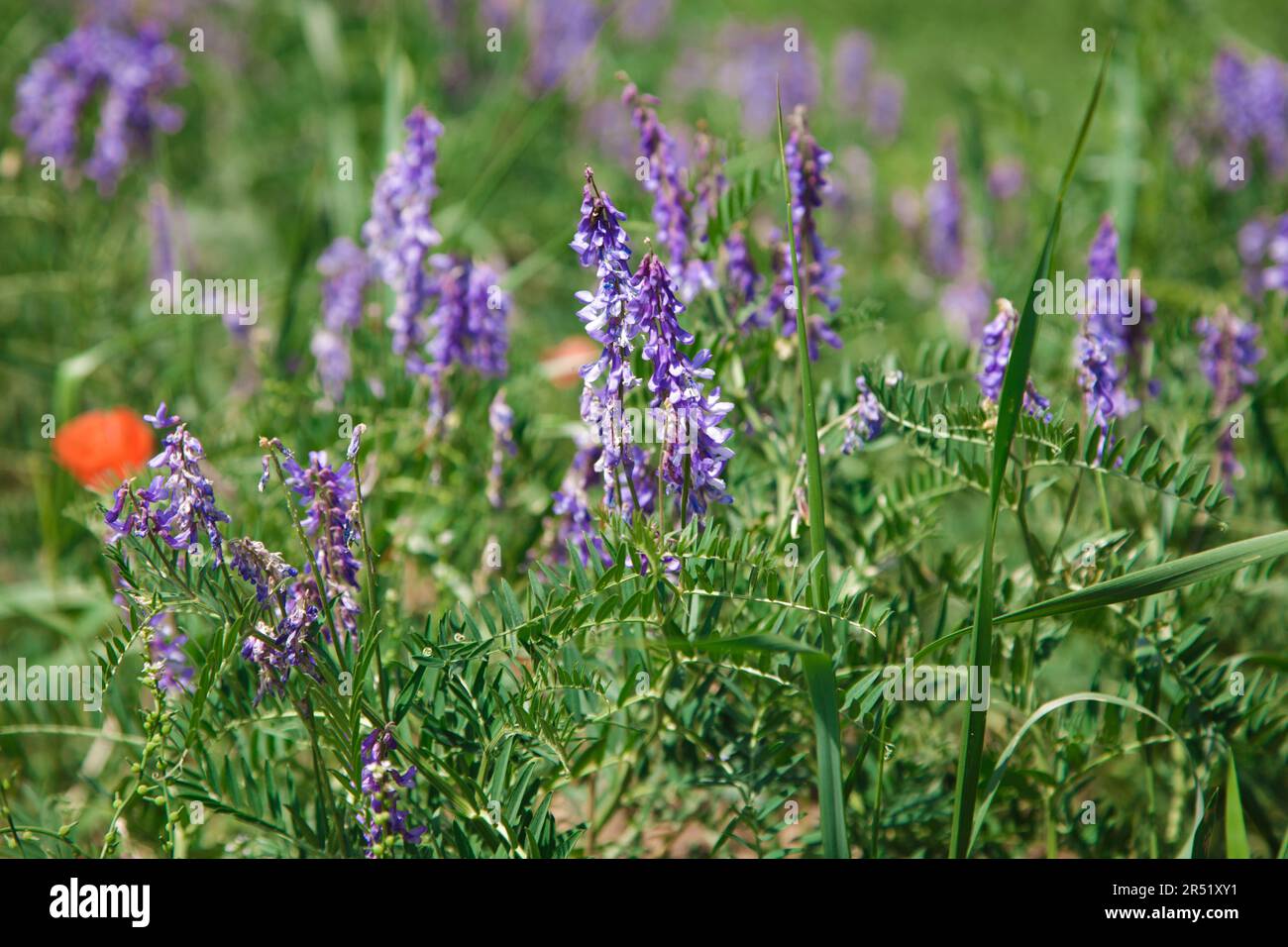 Mousepea close-up. Blue and purple flowers. Plant of the legume family ...