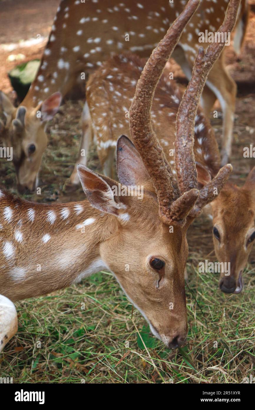 Beautiful fluffy spotted deer hi-res stock photography and images - Alamy
