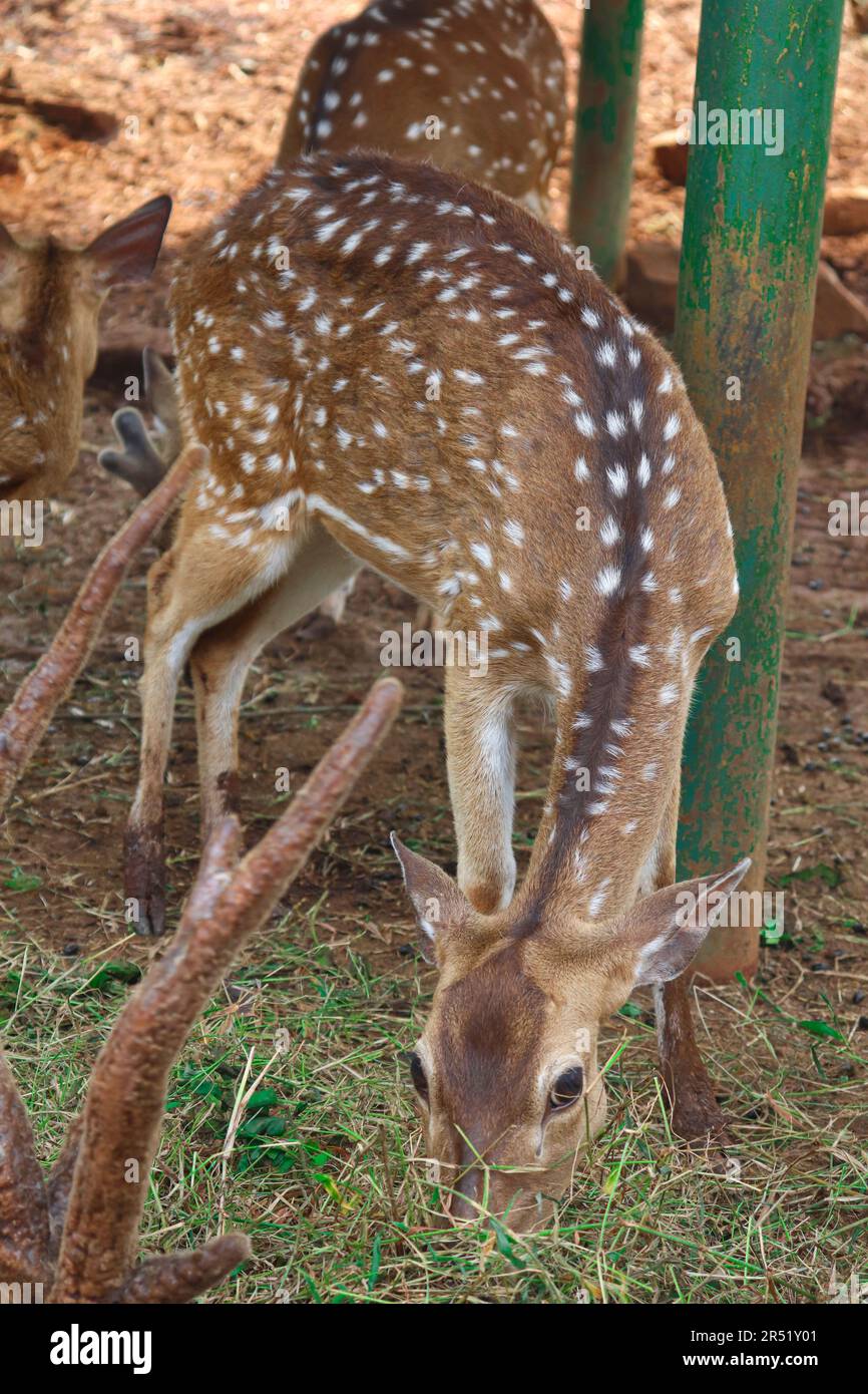 A fawn spotted deer or Axis axis is eating the grass in the ground ...