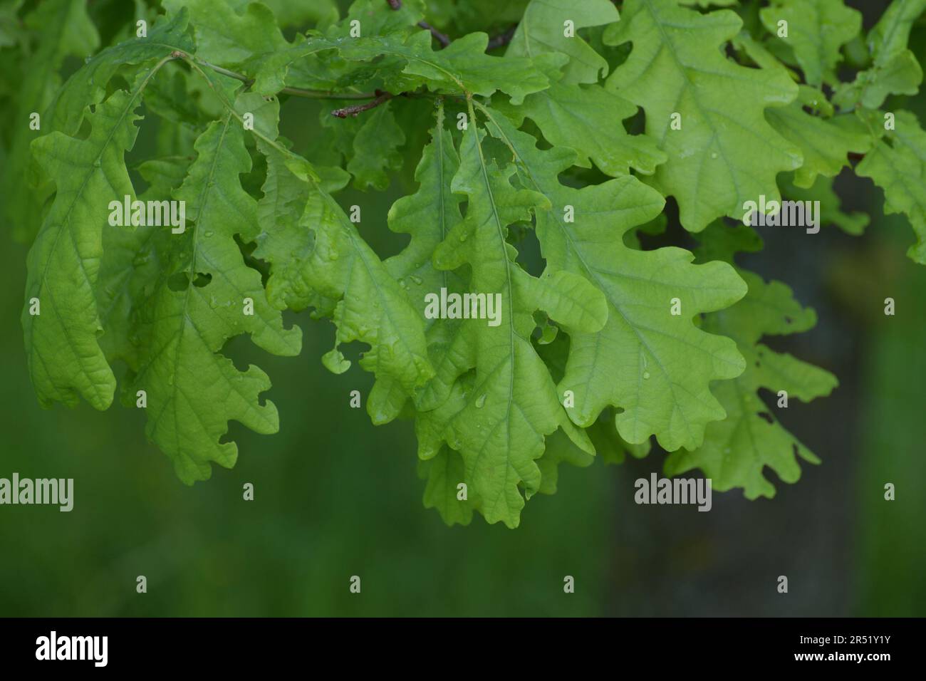 Oak twig hi-res stock photography and images - Alamy