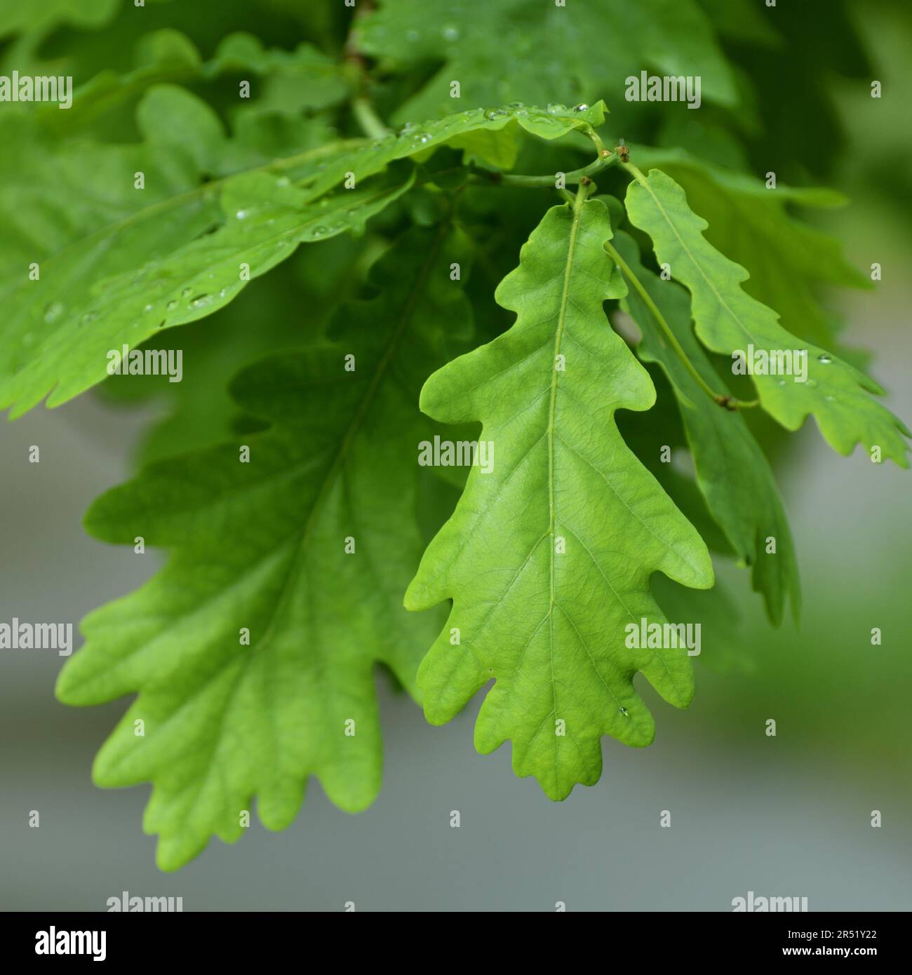 oak twig with young spring leaves Stock Photo - Alamy