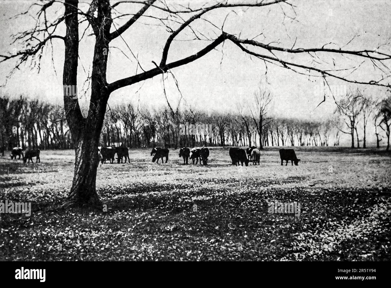 Country life farm 1900s hi-res stock photography and images - Alamy