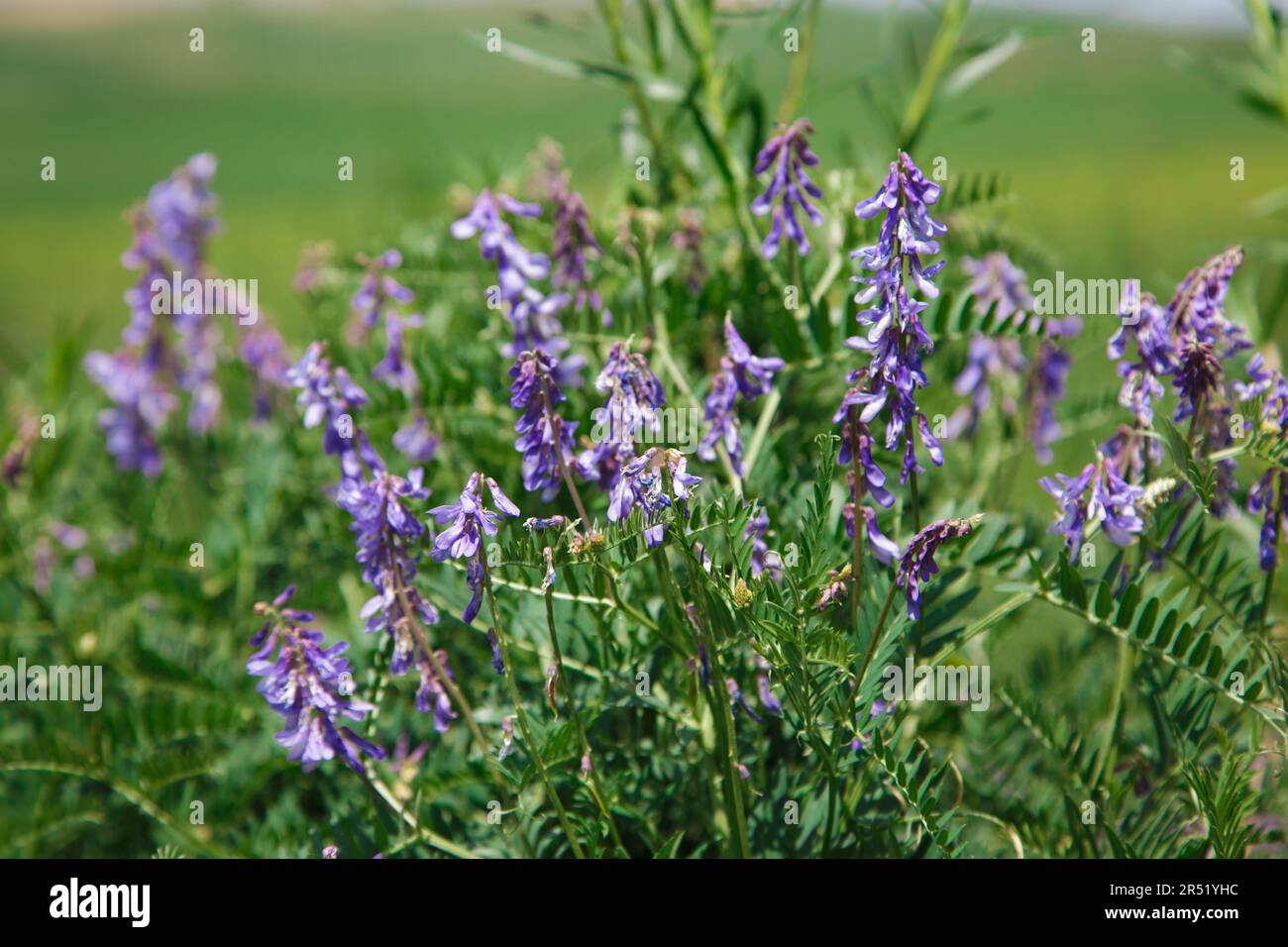 Mousepea close-up. Blue and purple flowers. Plant of the legume family ...