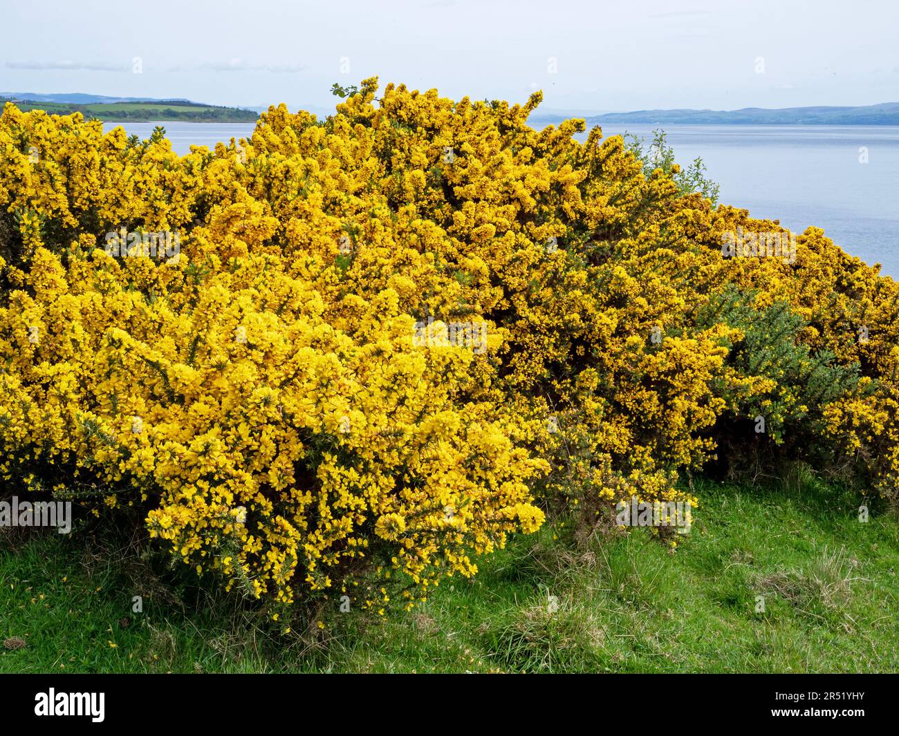 Flowering gorse on the Isle of Bute, Scotland Stock Photo - Alamy