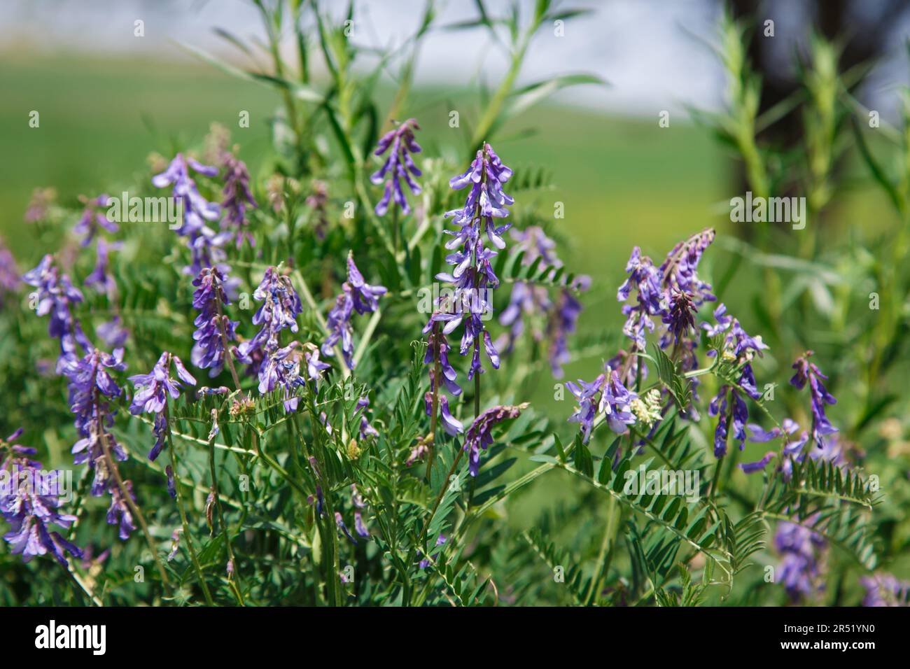 Mousepea close-up. Blue and purple flowers. Plant of the legume family ...