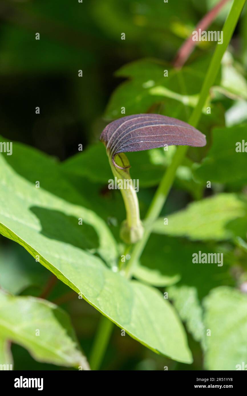 Dutchman's pipe wildflower (Aristolochia sp) in central Italy, Europe ...