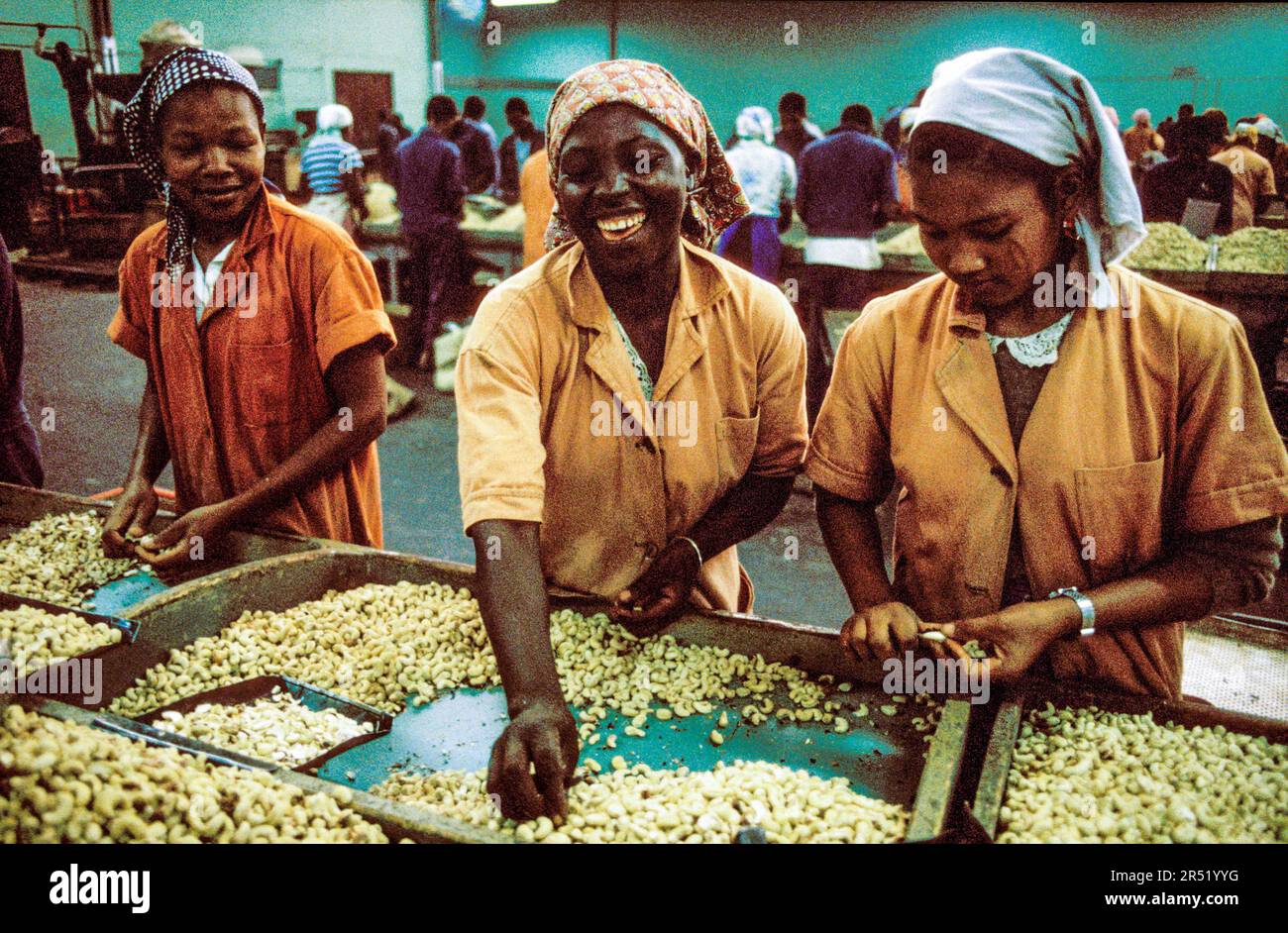 Mozambique, Xai-Xai region; Employees working in a cashew nut factory ...