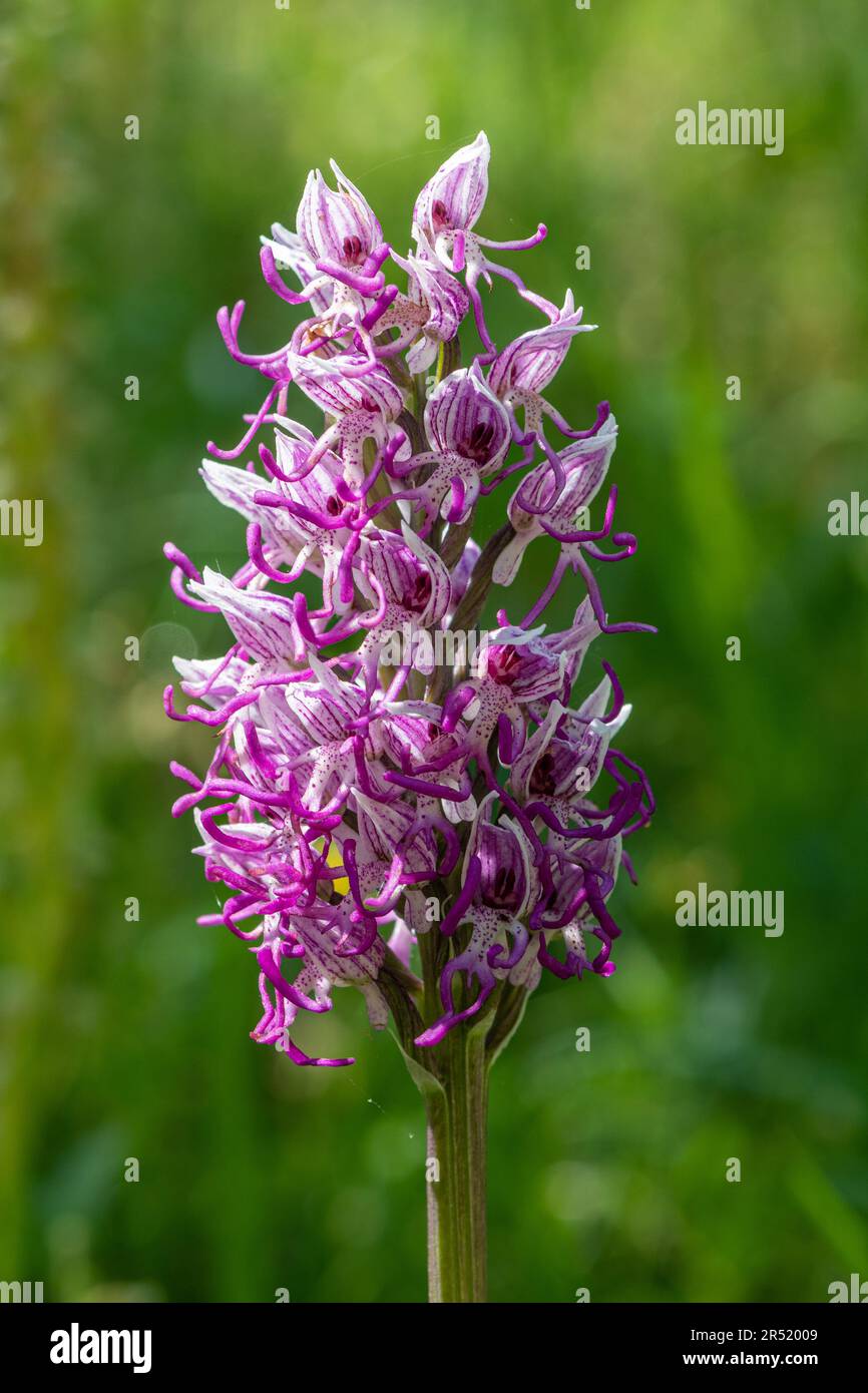 Monkey orchid (Orchis simia Stock Photo - Alamy