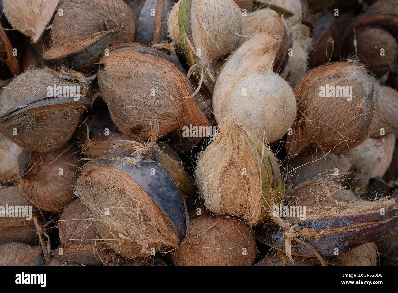 Dry coconut for produce coconut milk at the market. Dry coconut shell ...