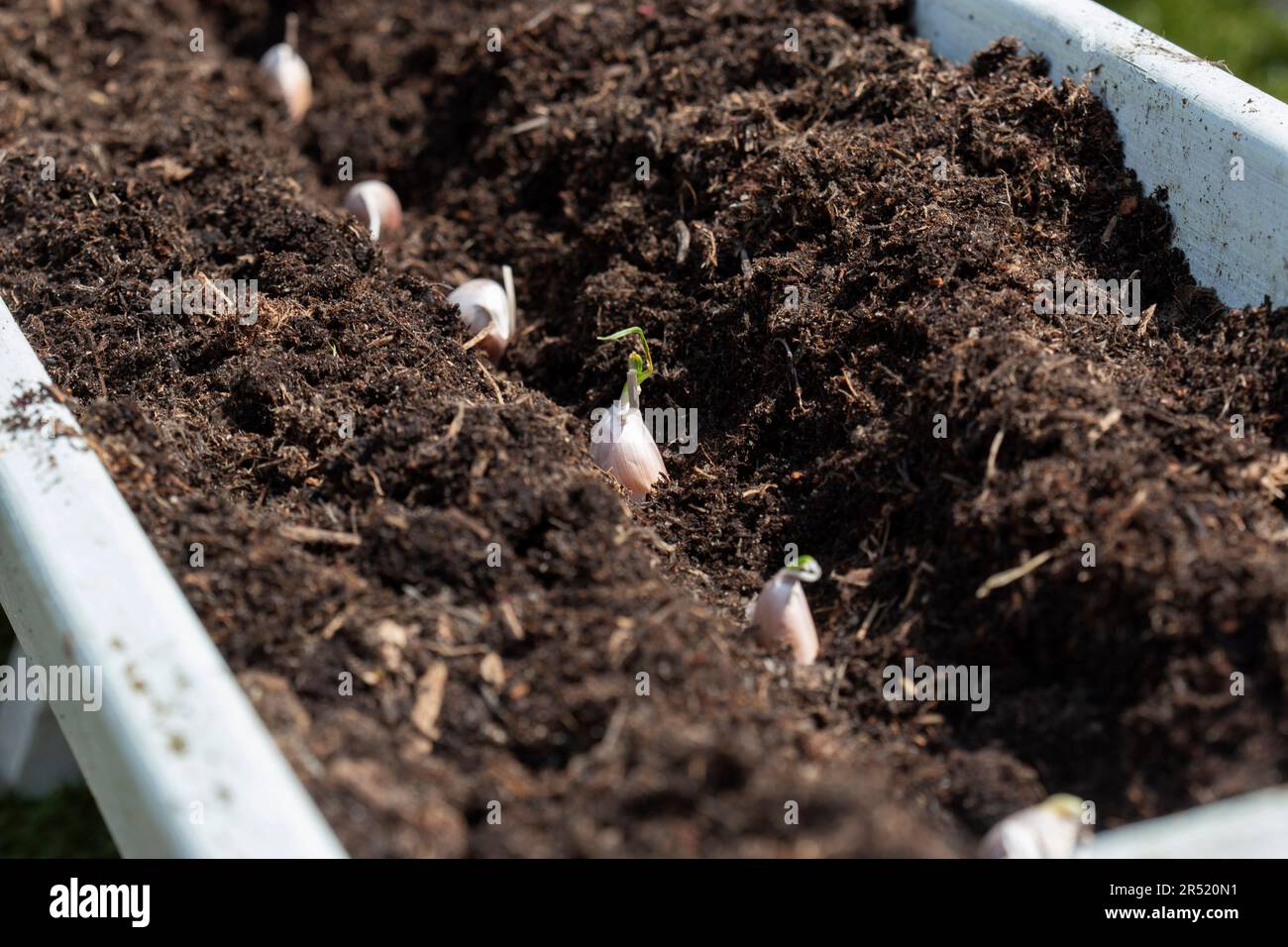 Planting garlic cloves in a wooden planter in a garden. Grow your own ...