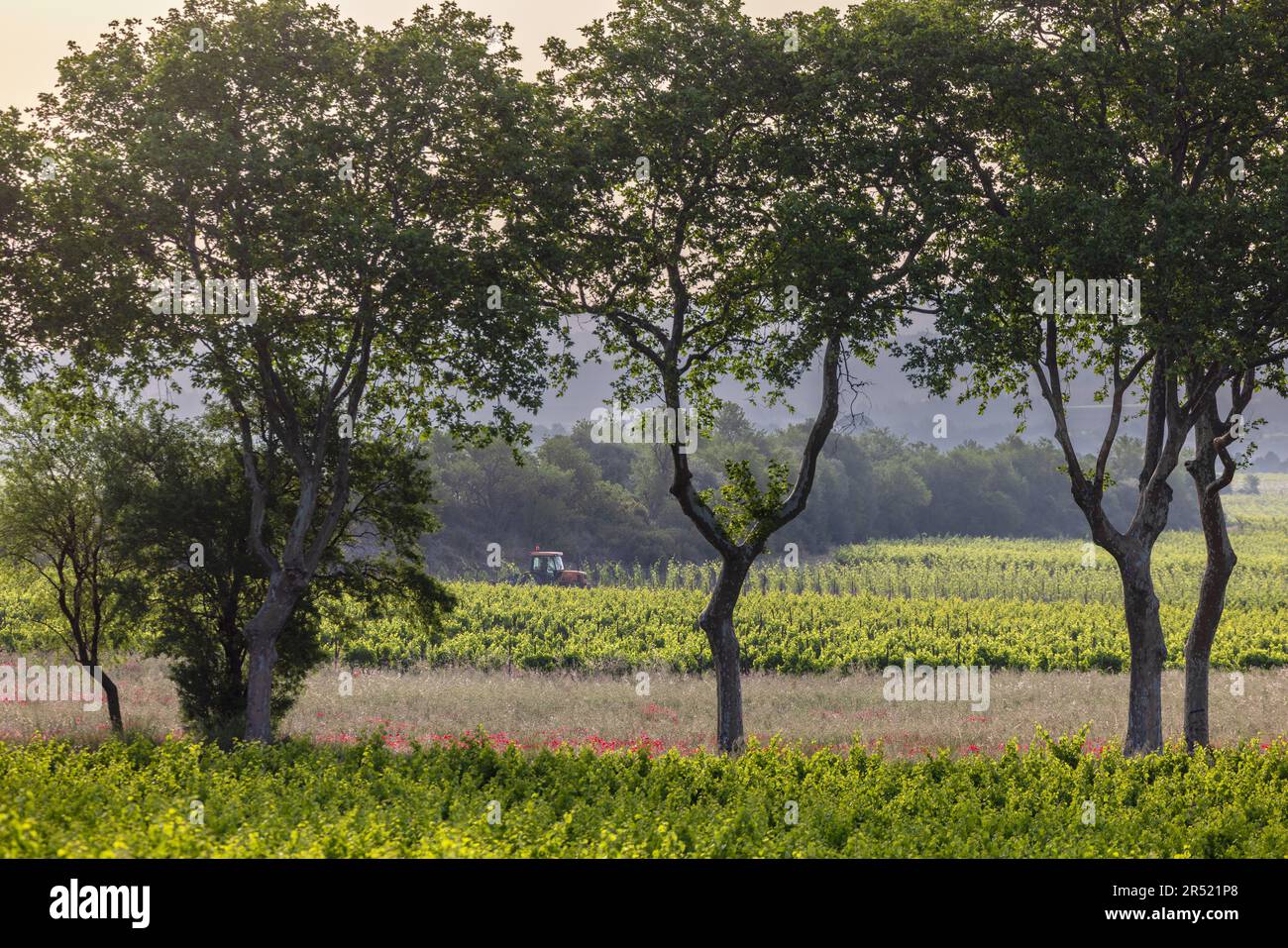 Vines, grapes and viticultural landscape of the South of France Stock ...