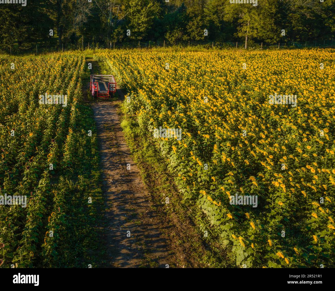 Aerial sunflower fields upper hi-res stock photography and images - Alamy