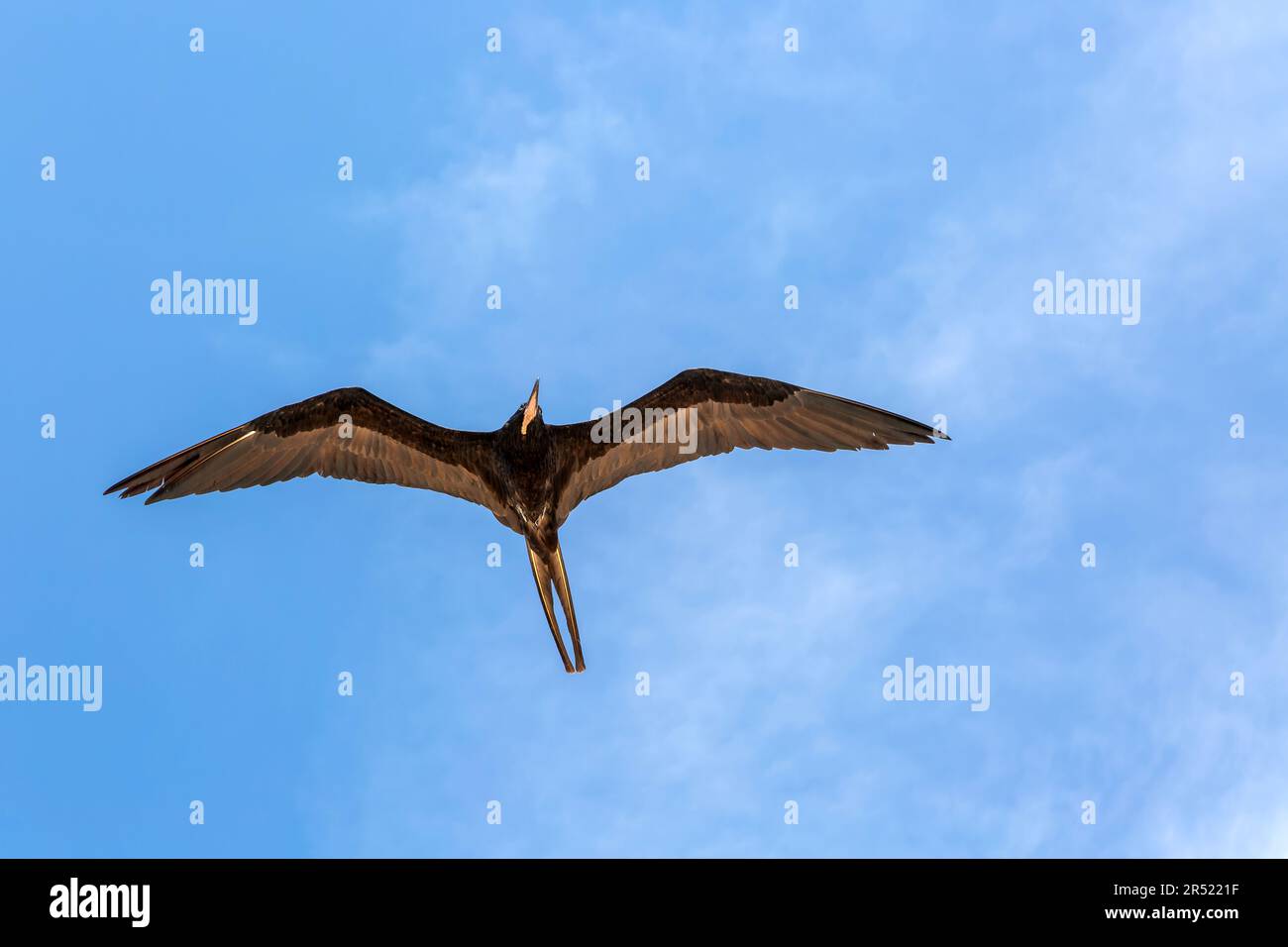 Frigate bird 'Fregata magnificens' gliding overhead in blue sky ...