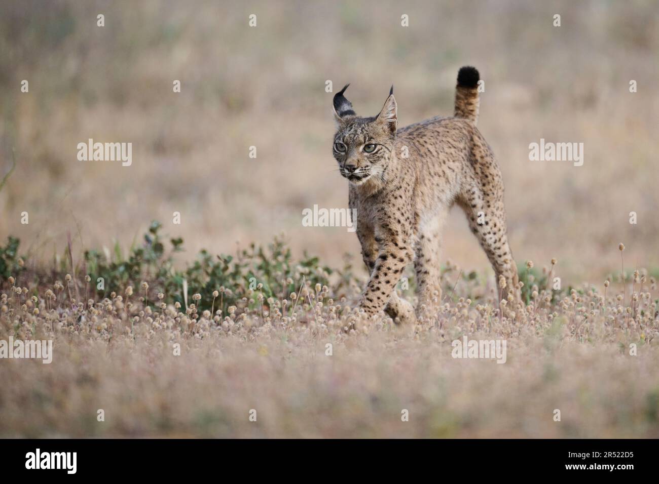 Wild Iberian lynx with spotted fur walking on grassy terrain in nature ...