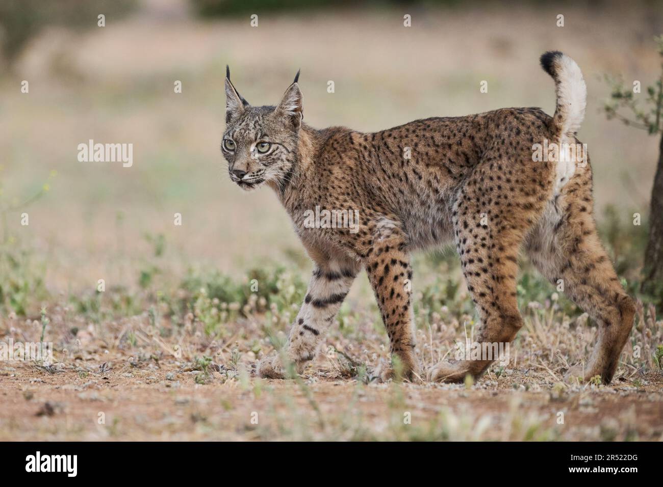Wild Iberian lynx with spotted fur walking on grassy terrain in nature ...