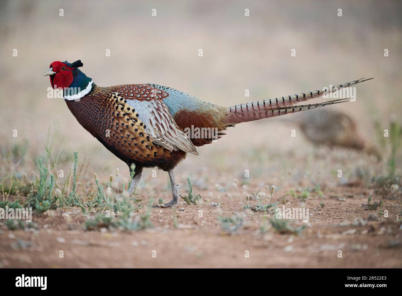 Side view of Mongolian Ringneck male bird with red and blue head with ...