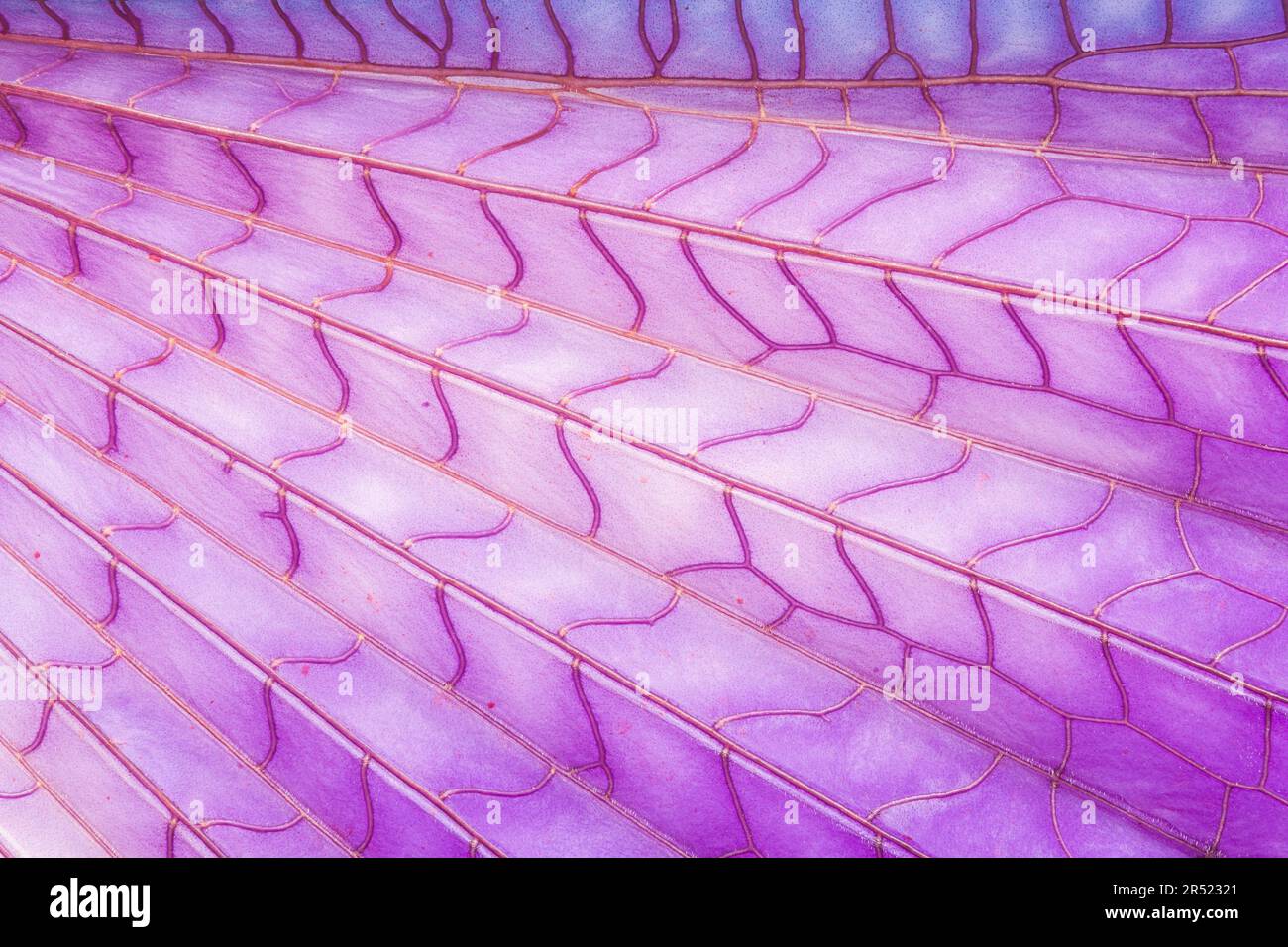Top view of transparent interconnected pink and yellow pattern of ...