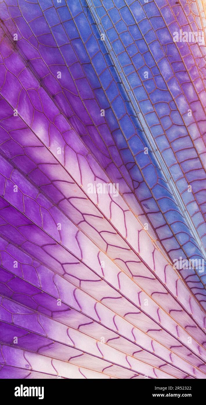 Top view of pattern of purple winged hopper like texture background in ...