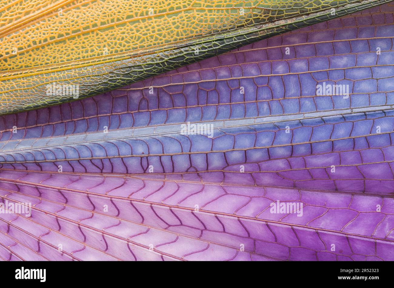 Top view of transparent interconnected pink and yellow pattern of ...