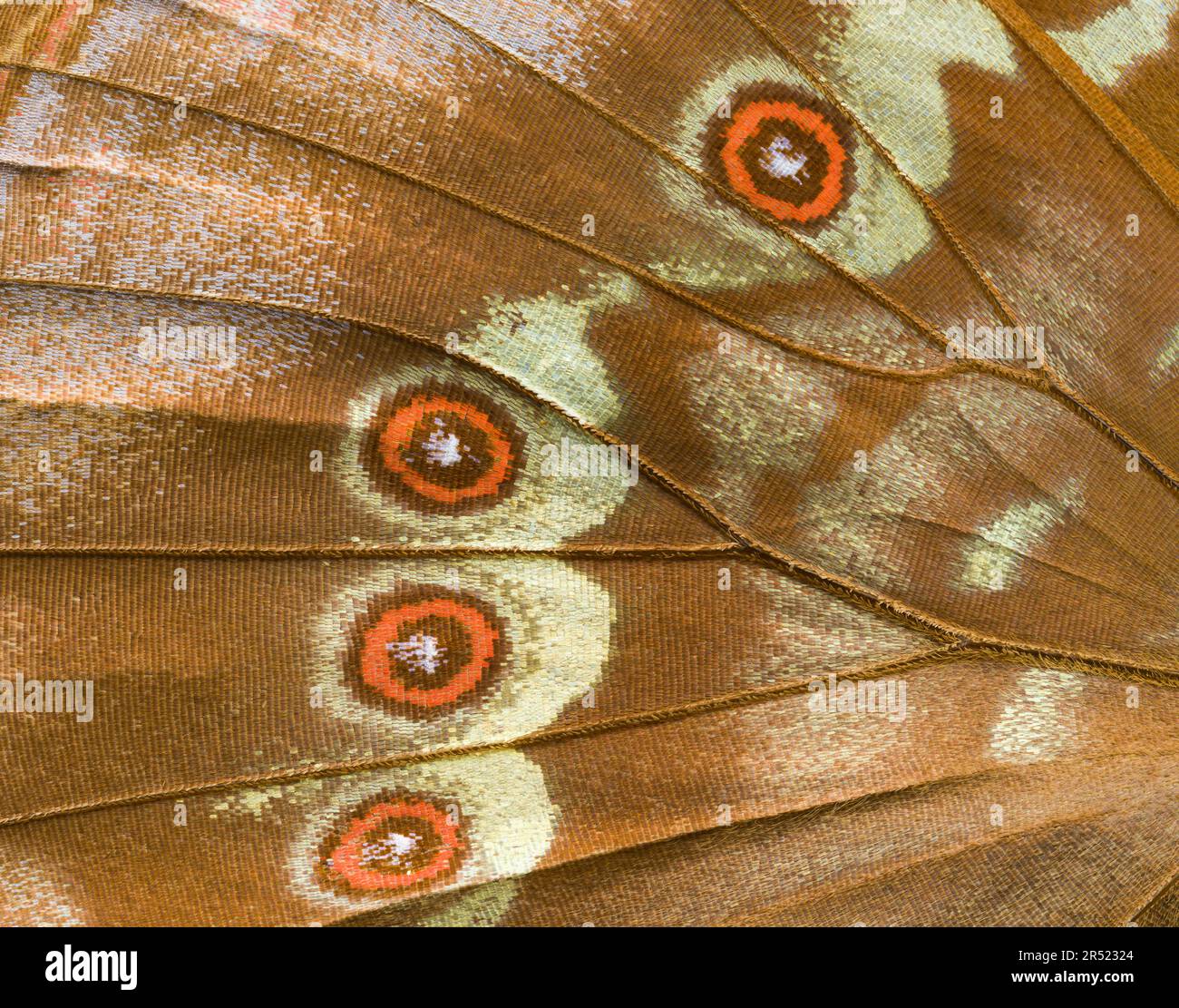 Butterfly Wings Texture