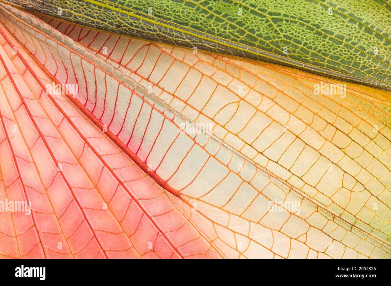 Top view of transparent interconnected yellow pattern of winged hopper ...