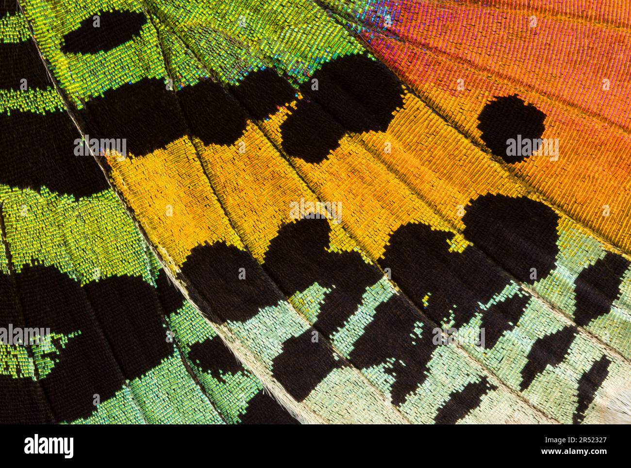 From above of bright colorful rainbow butterfly wing pattern with dark ...