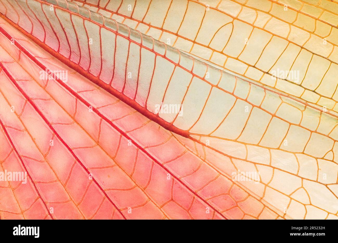 Top view of transparent interconnected yellow pattern of winged hopper ...