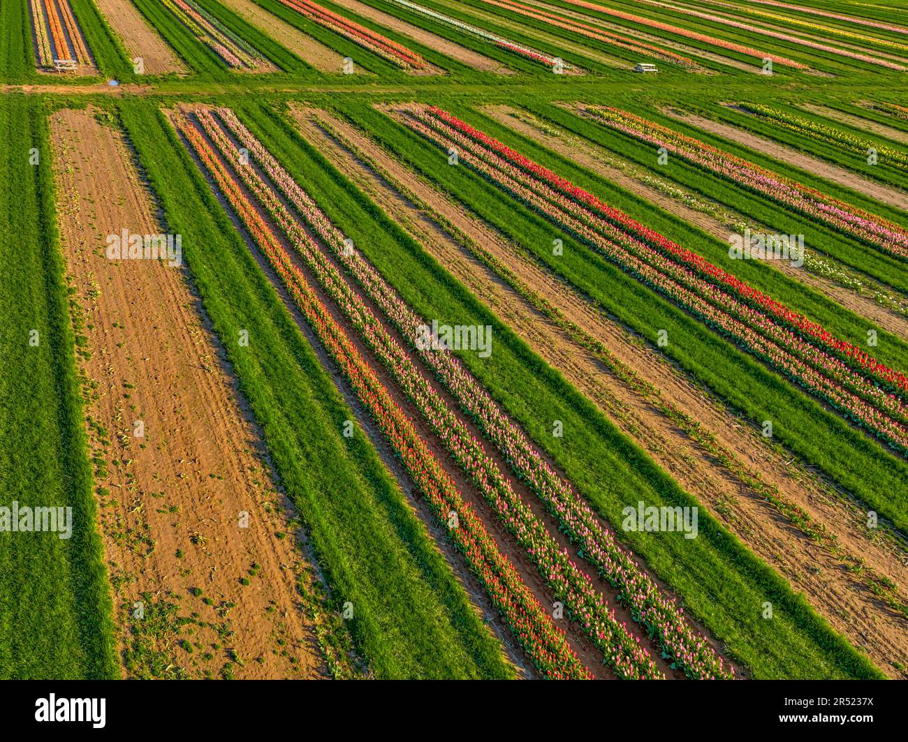 Aerial Tulip Farm - Aerial view of rows of colorful Tulips. This image ...