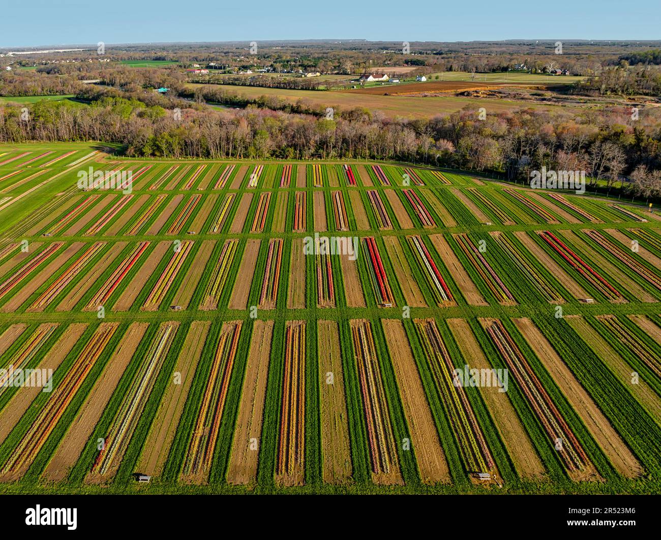 Aerial Tulip Farm - Aerial view of rows of colorful Tulips. This image ...