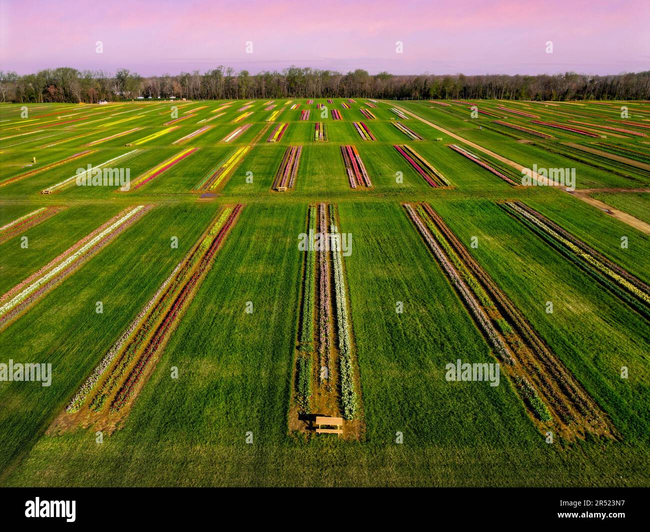 Aerial Tulip Farm - Aerial view of rows of colorful Tulips. This image ...