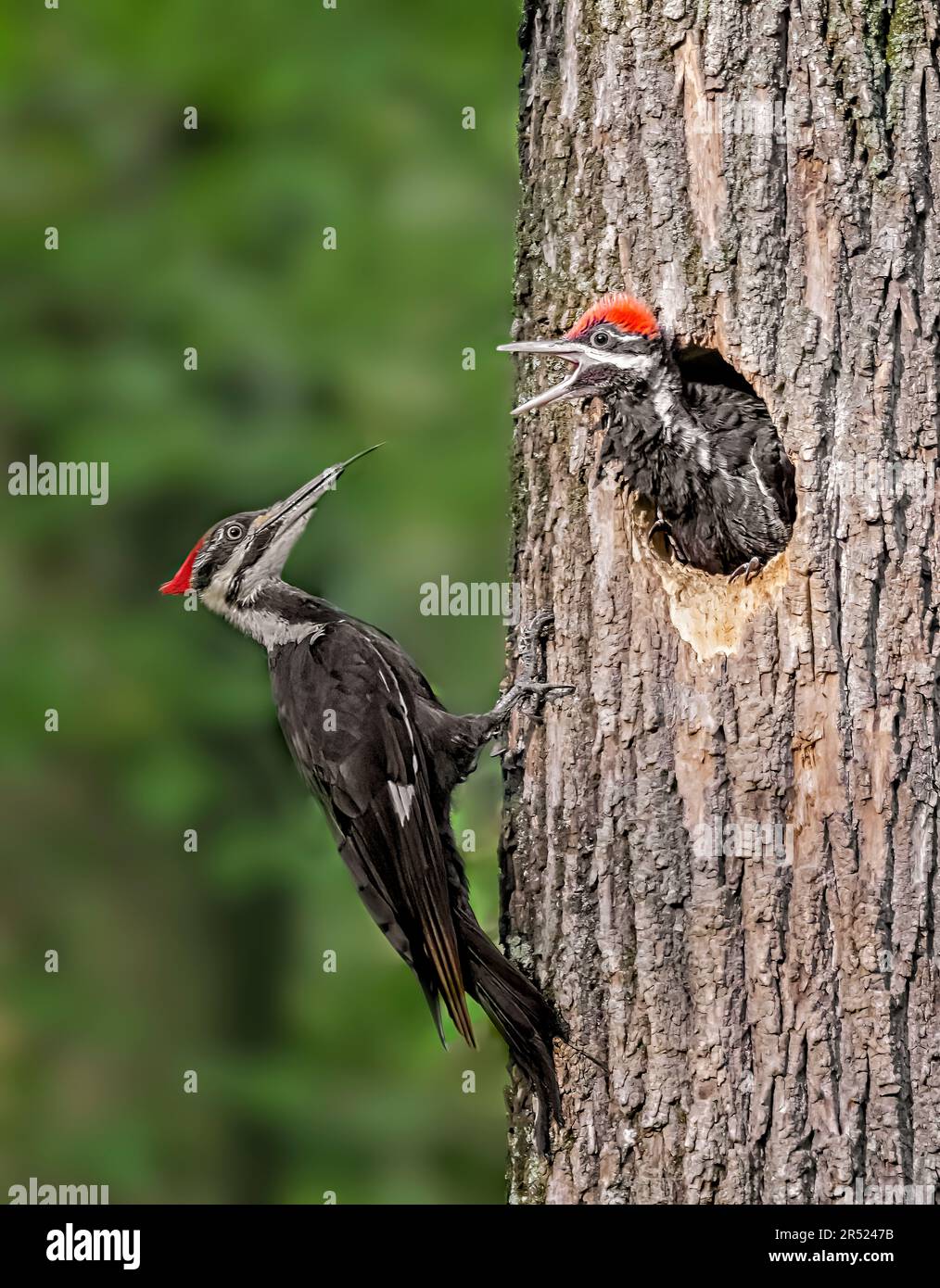 Female Pileated Woodpecker Dryocopus Pileatus At The Tree Nest With
