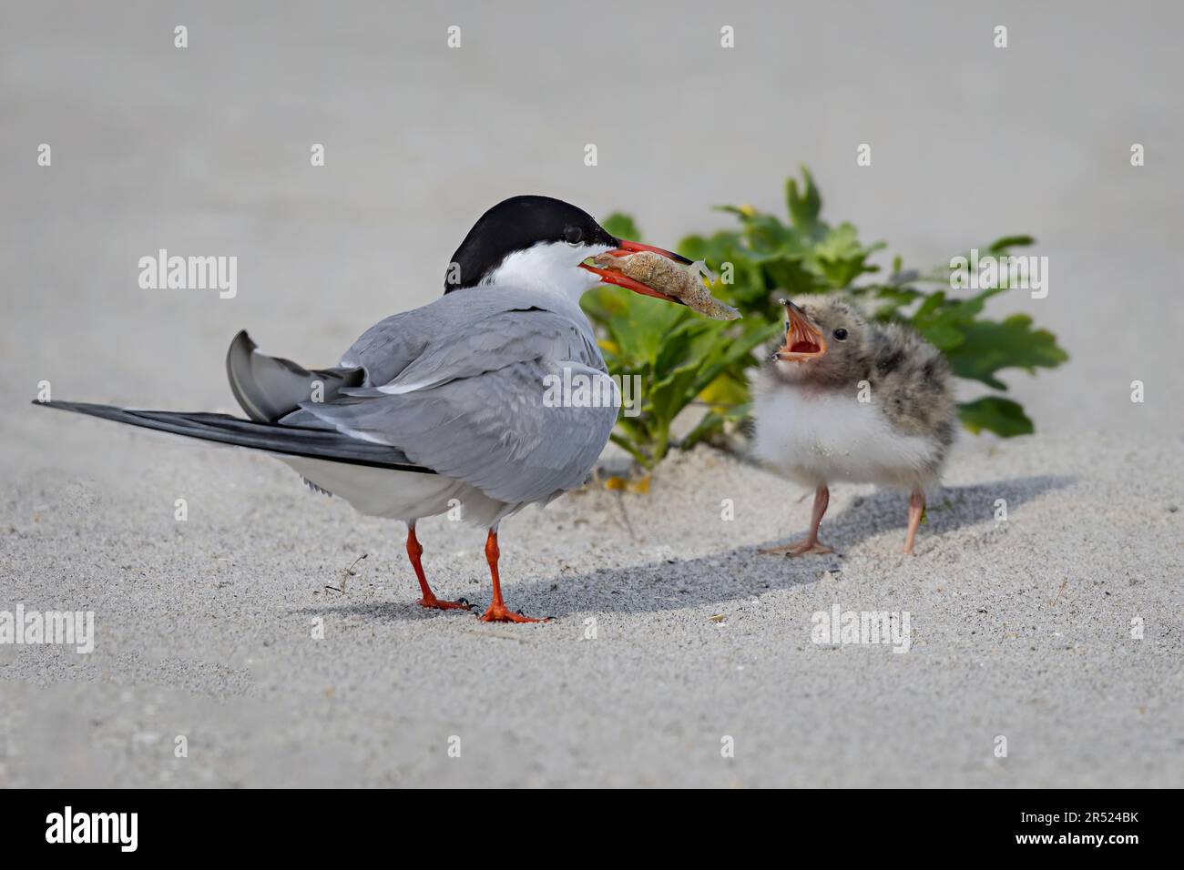 Common Tern & Chick feeding chich at the nesting colony at the shore ...