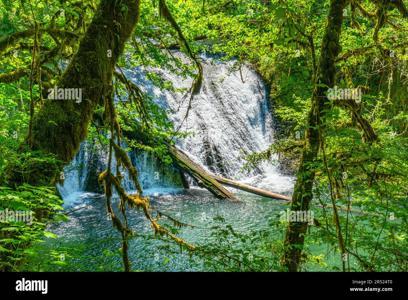 A landscape shot of Drake Falls at Silver Falls State Park in Oregon ...
