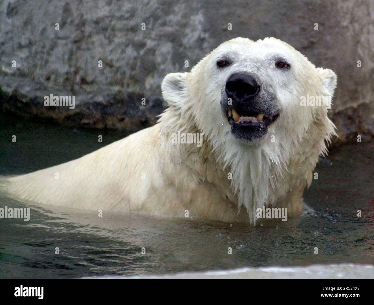 polarbear105 pc.jpg Ulu takes a dip in her pool after snacking on a ...