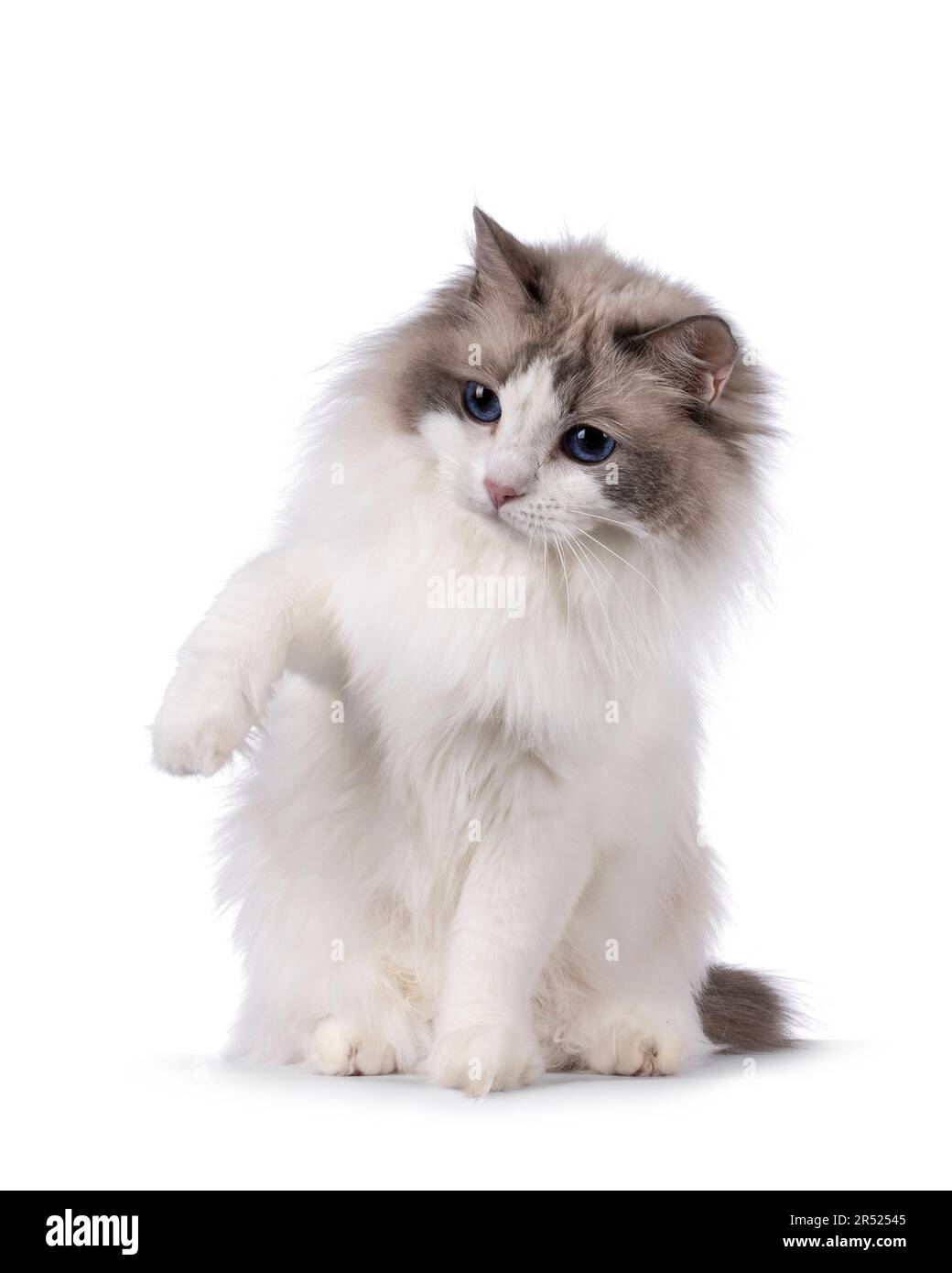 Pretty bicolor Ragdoll cat, sitting up with one paws in air ready to ...