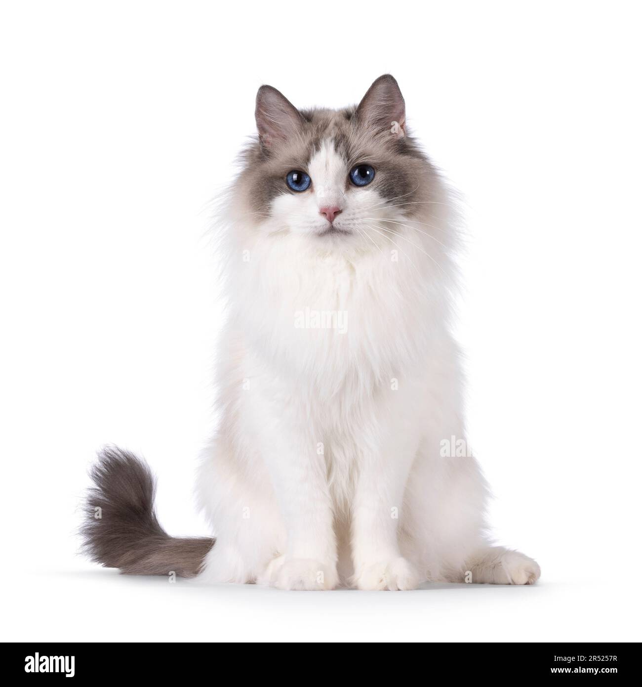 Pretty bicolor Ragdoll cat, sitting up facing front. Looking at camera ...