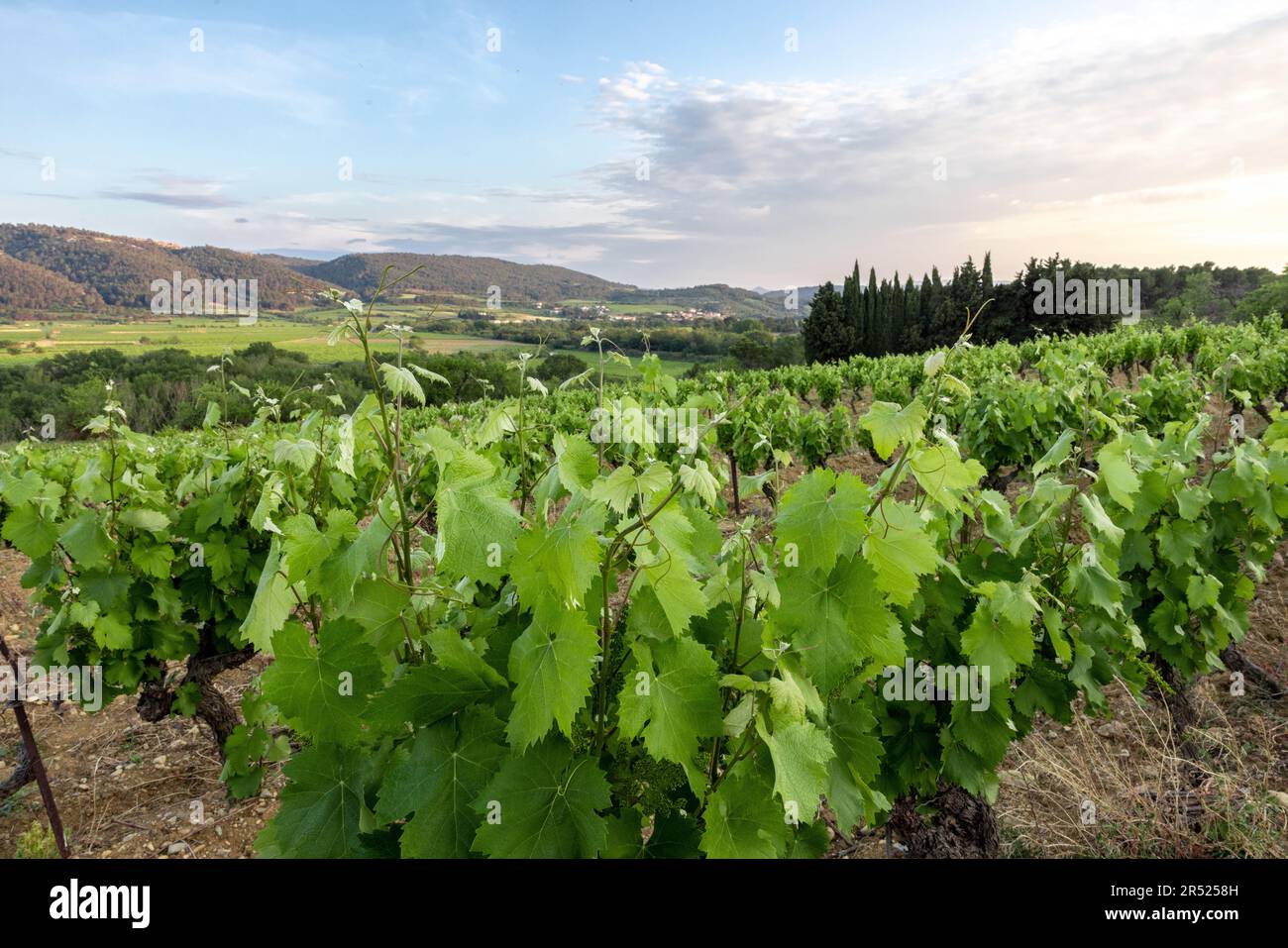 Vines, grapes and viticultural landscape of the South of France Stock ...
