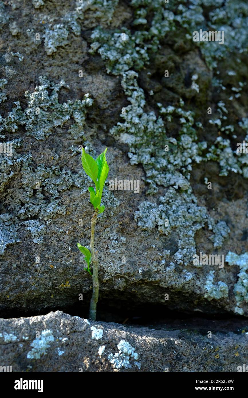 Plants growing out of rocks showing fortitude and dedication ...