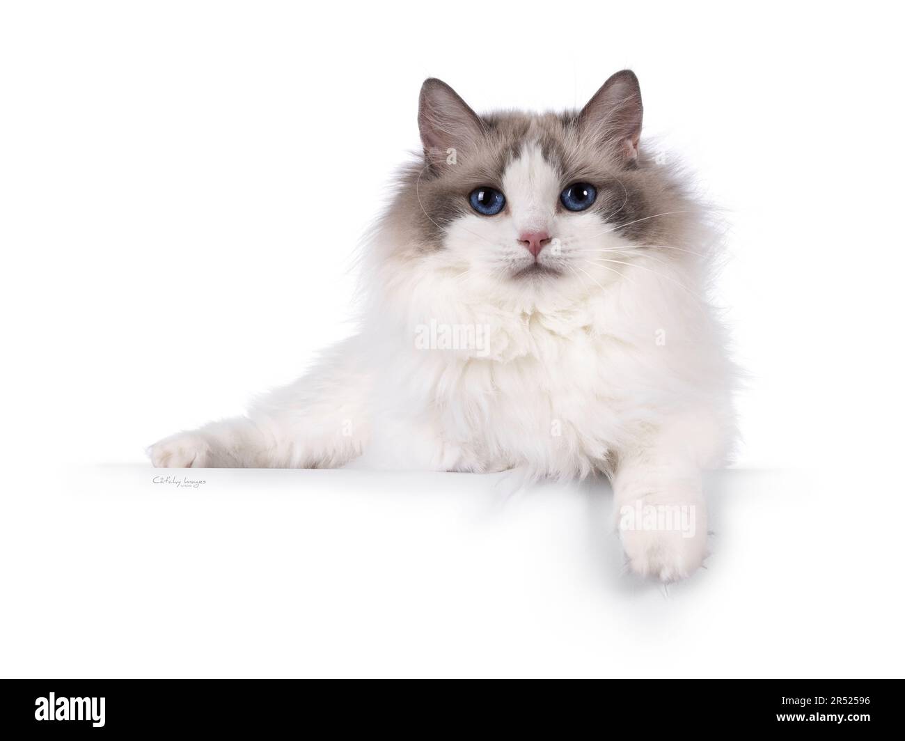 Hanging with paw hi-res stock photography and images - Alamy