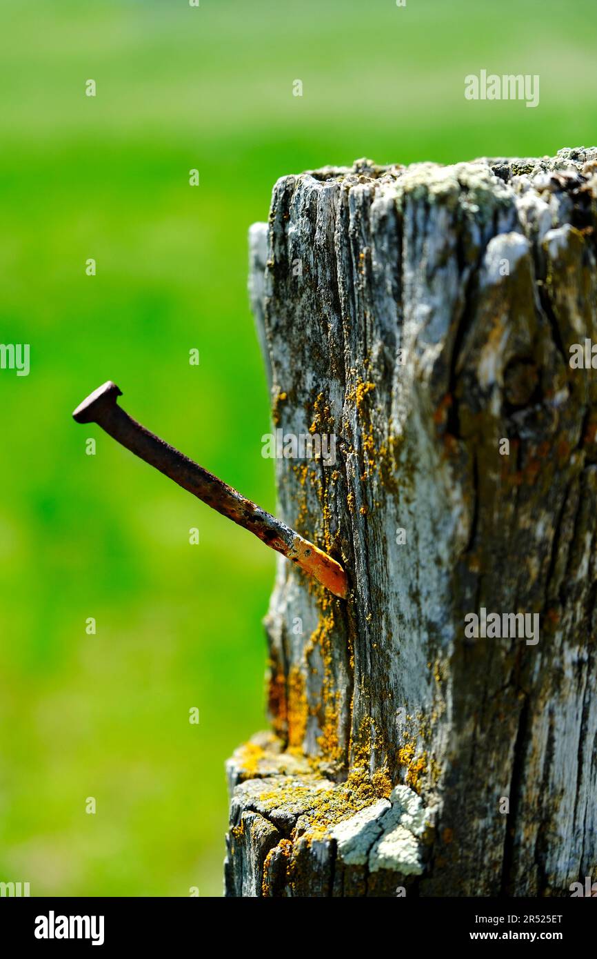 Rusty nail in old wood hi-res stock photography and images - Alamy