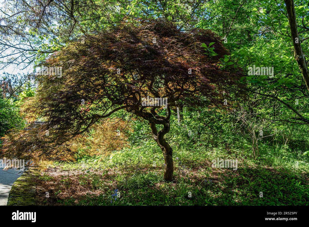 A Japanese maple tree at a garden in Seattle, Washington Stock Photo ...