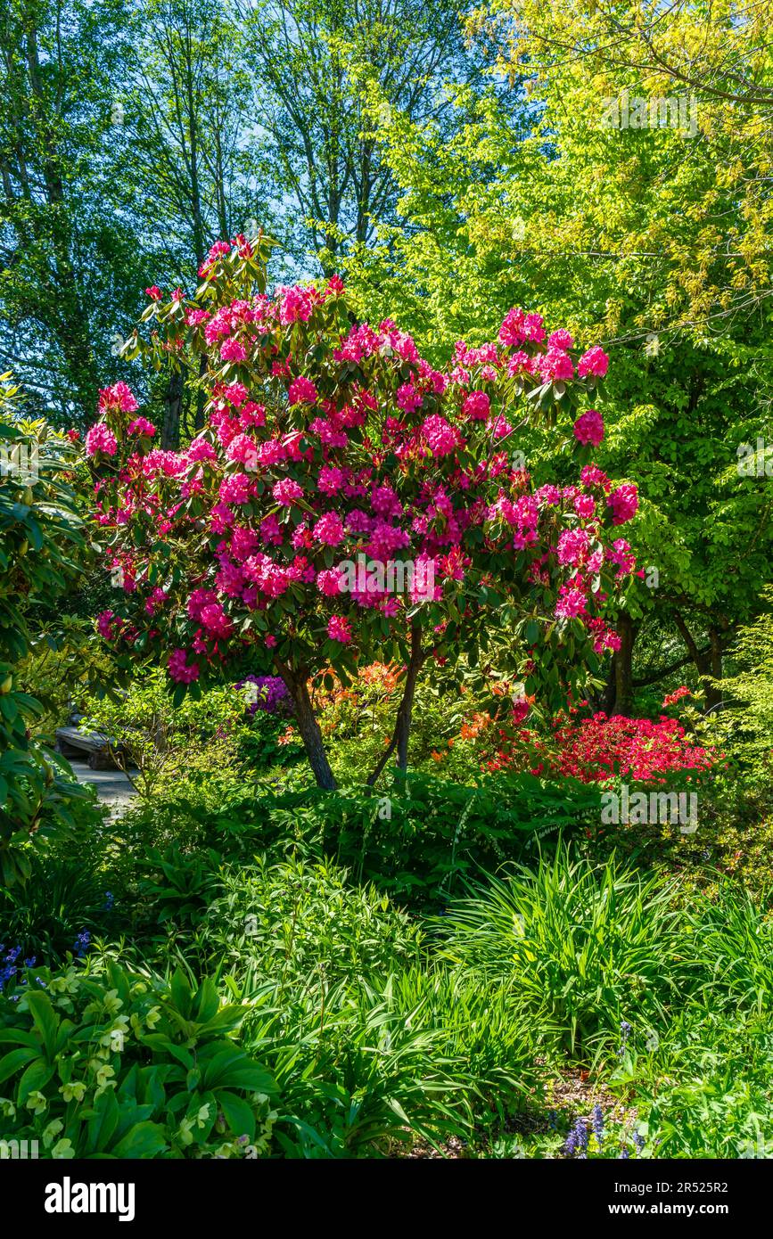 A large blooming red rhododendron in a garden in Seatac, Washington ...