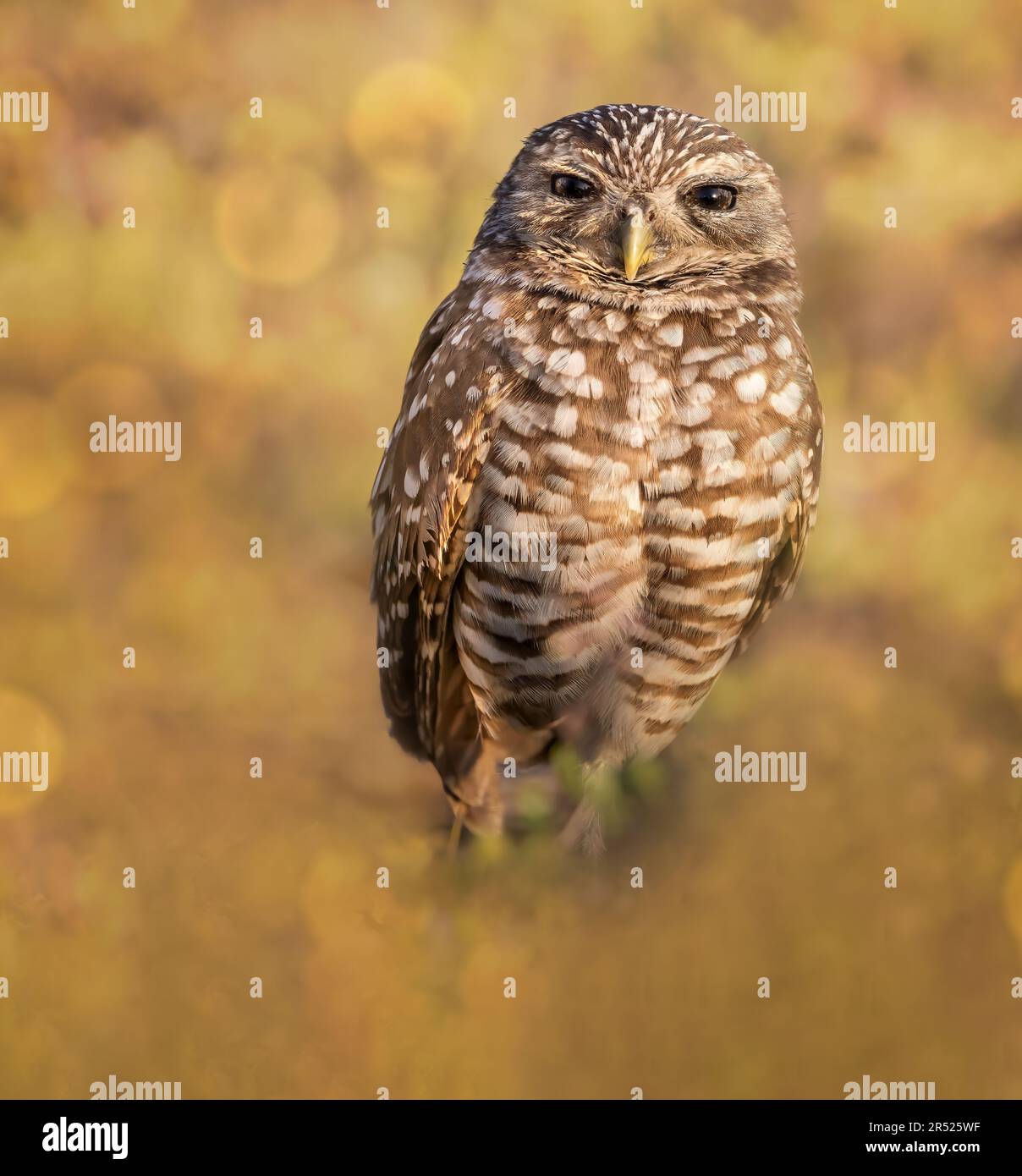 Dark eyed burrowing owl hi-res stock photography and images - Alamy