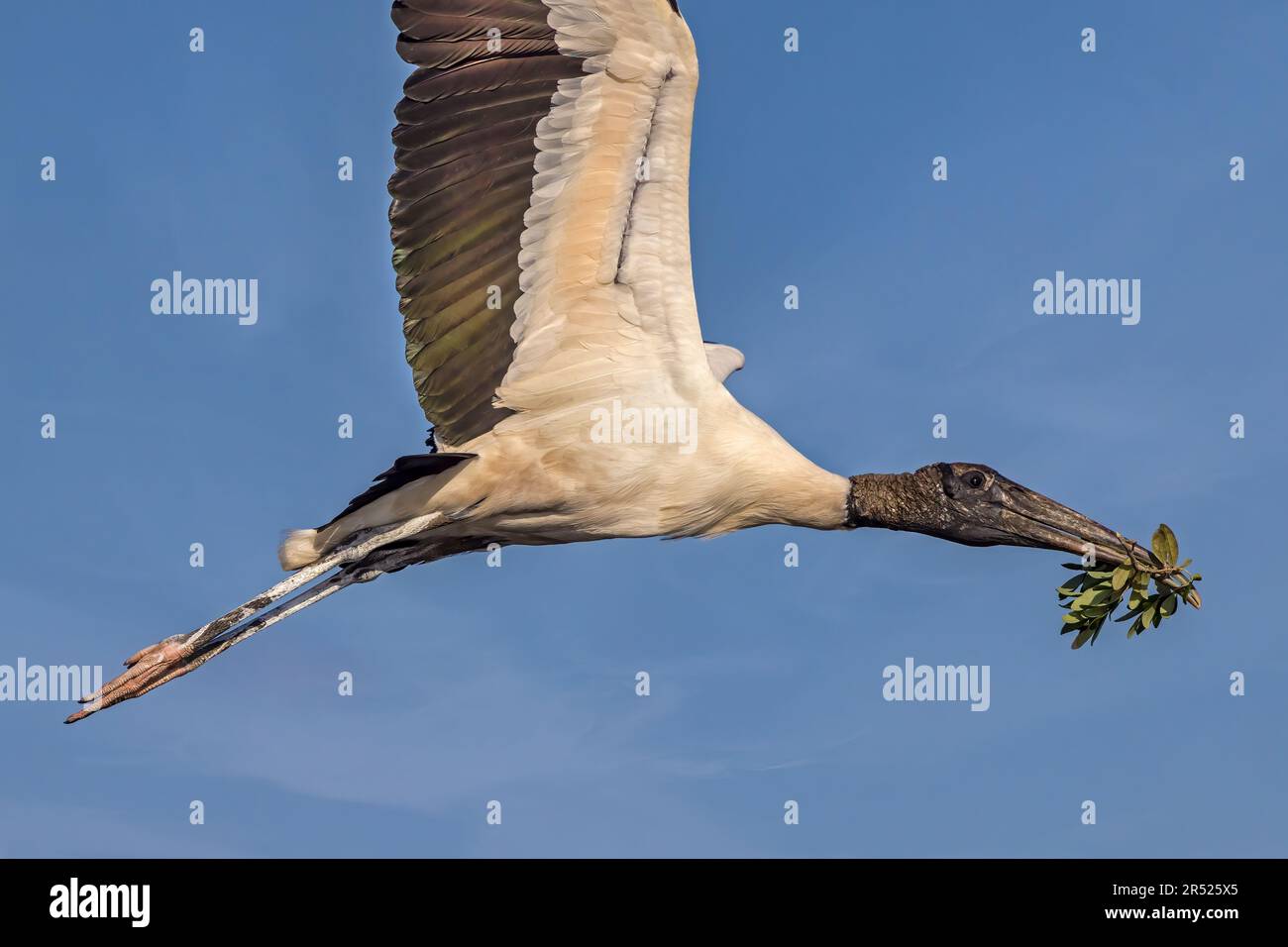 Wood Stork With Nesting Material - Close up view of a wood stork with ...