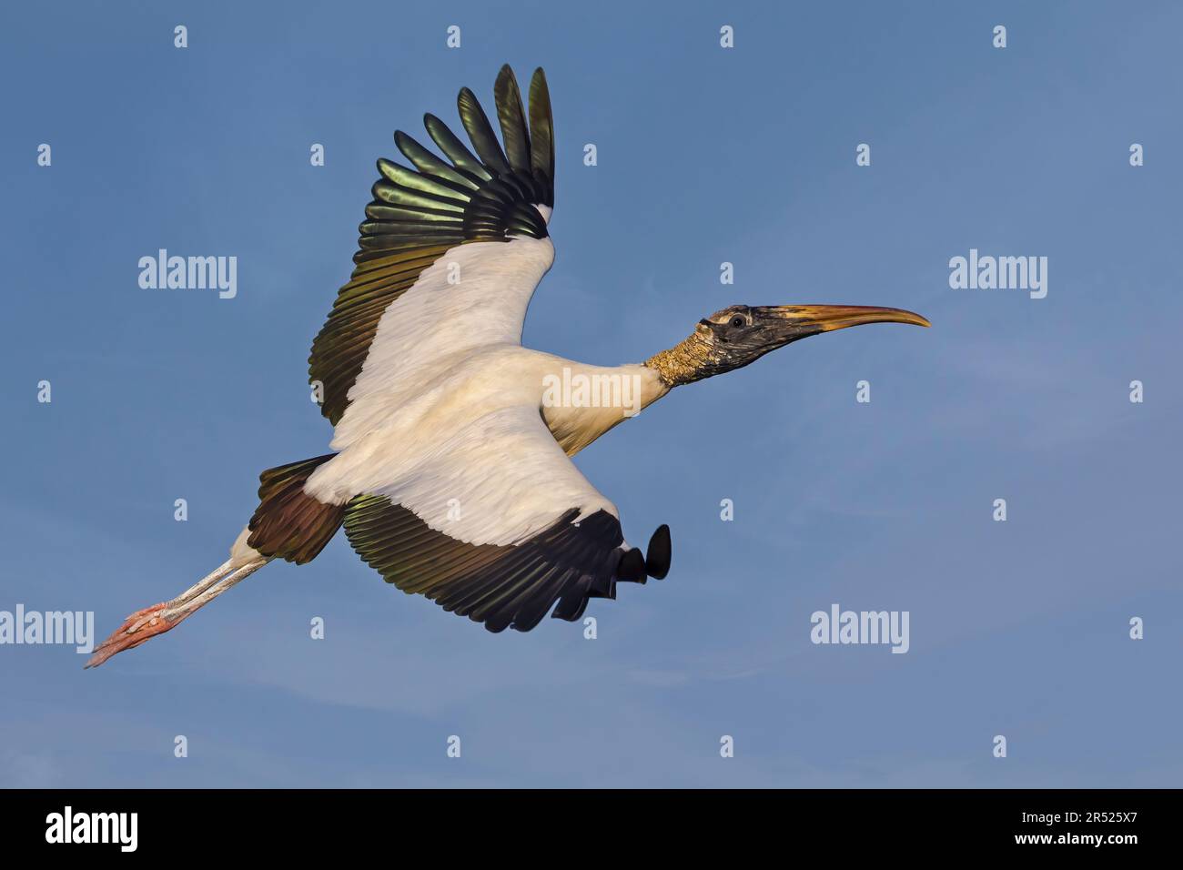 Wood Stork In Flight - The sunlight falling on the outstreched wings ...