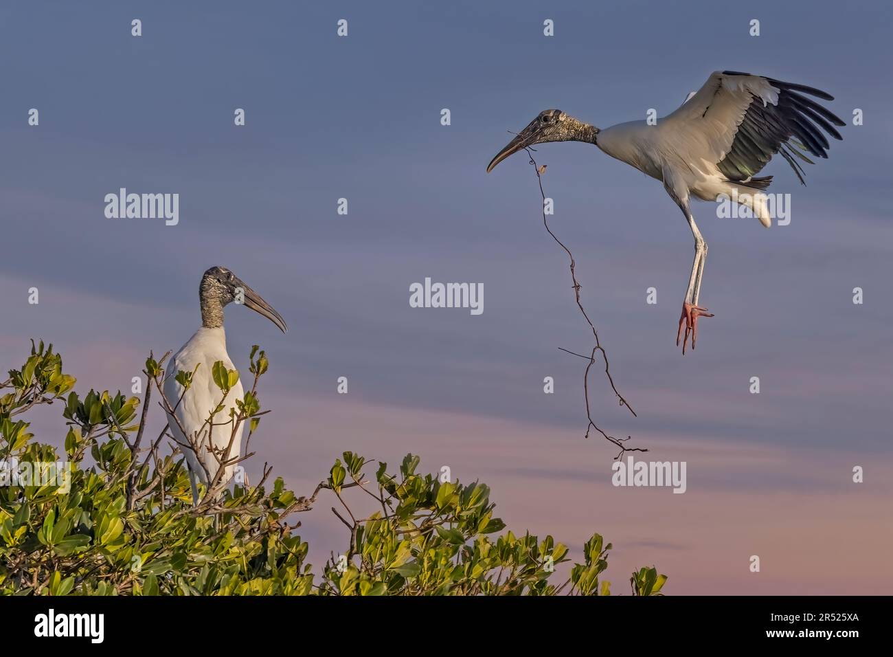 Wood Stork Returns To Nest - Close up view of a wood stork with nesting ...