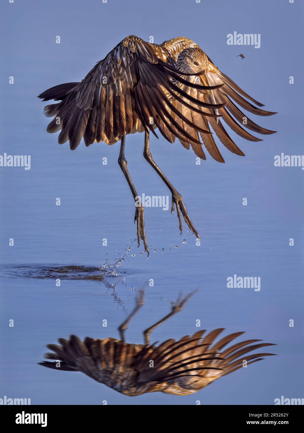 Limpkin Take Off - Limpkin nickname the crying bird takes off in ...