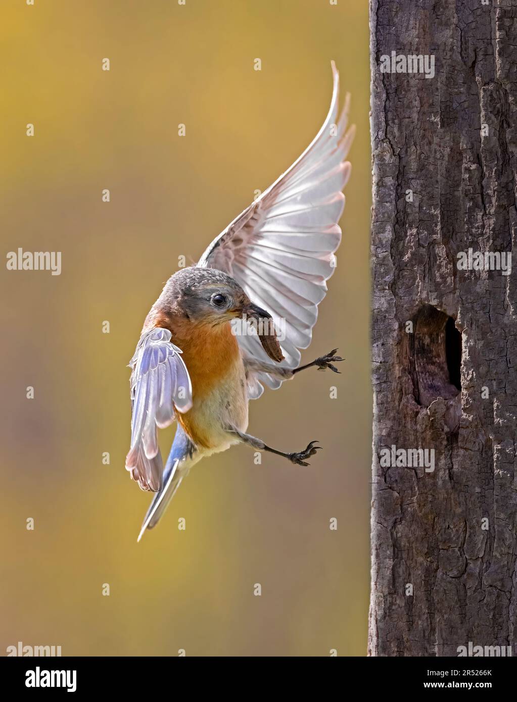 Eastern Bluebird At Nest - Bluebird in flight with insect in beak ...